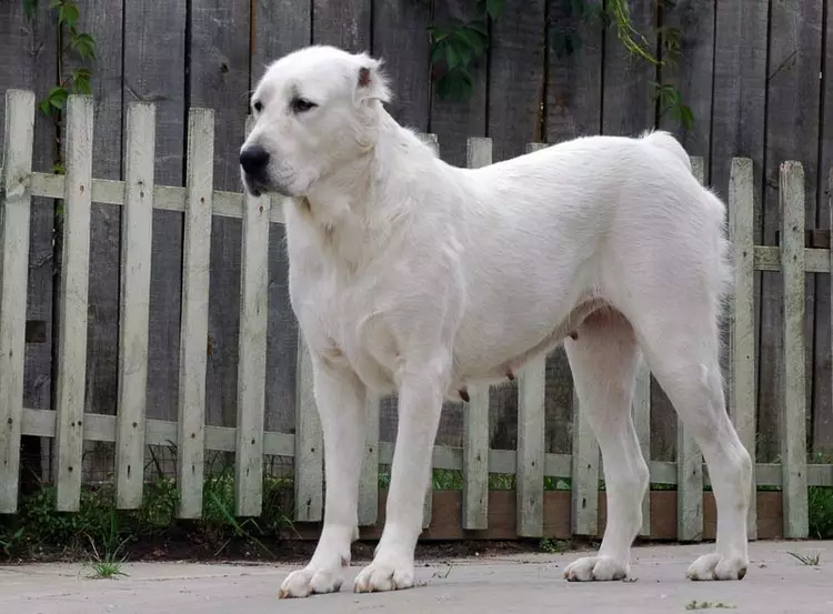 Wolfhound Turkmen