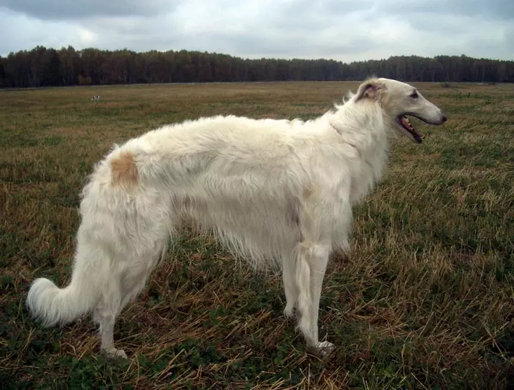 Wolfhound sa Rusya