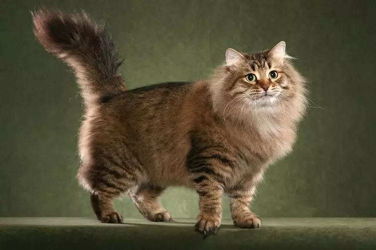 Cat Siberian