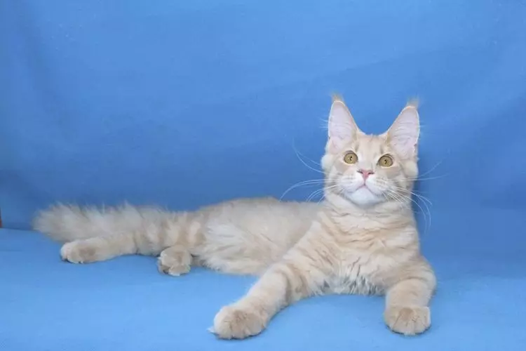 Piscín Maine Coon