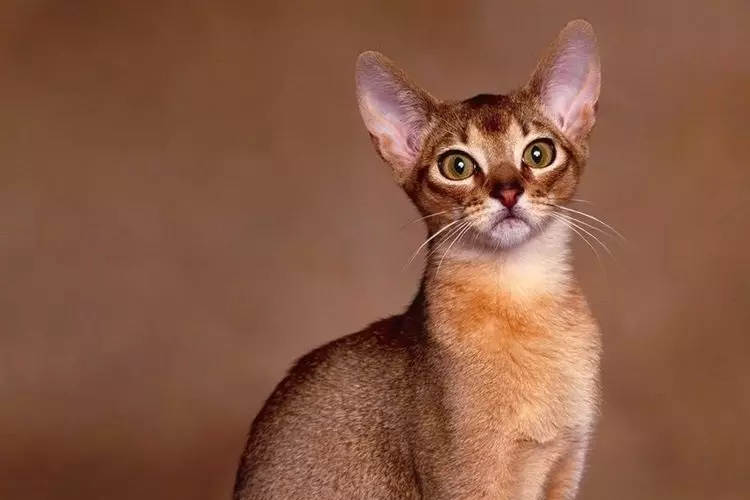 Cat Abyssinian