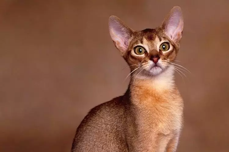 Ucing Abyssinian