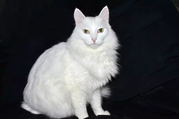 Turkse Angora kat