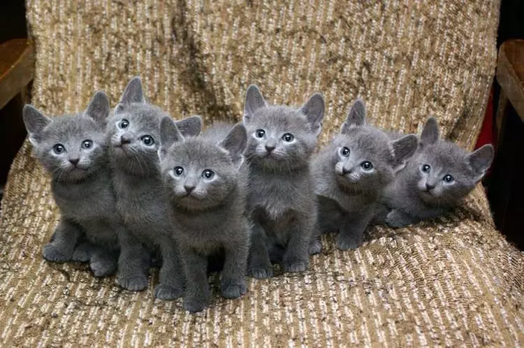 Lavxias xiav kittens