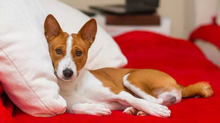 Basenji