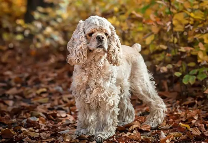 Spaniel pelawak Amerika