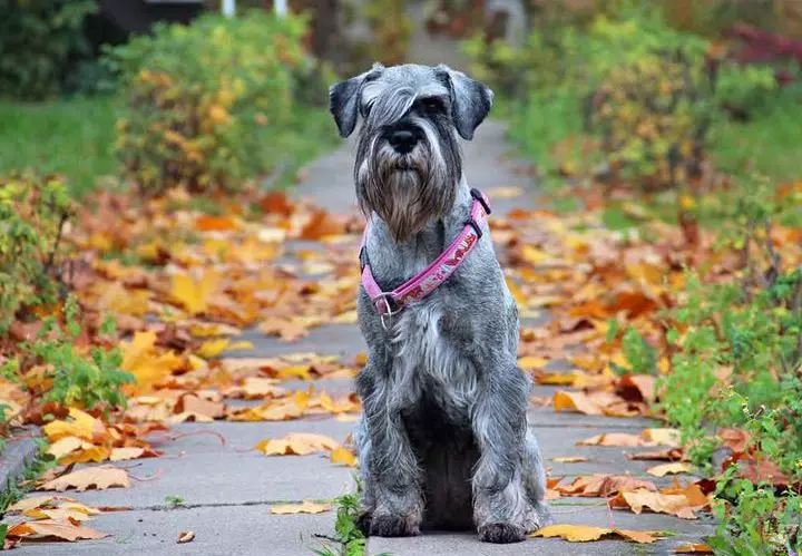 Mittel schnauzer