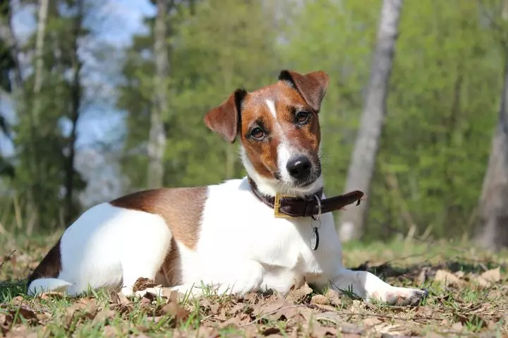 Makinis na fox terrier