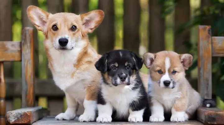 corgi welsh