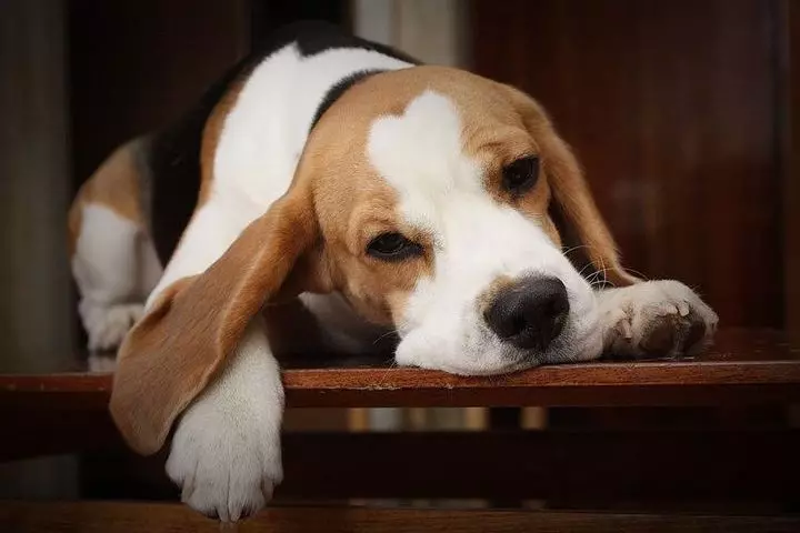 Beagle