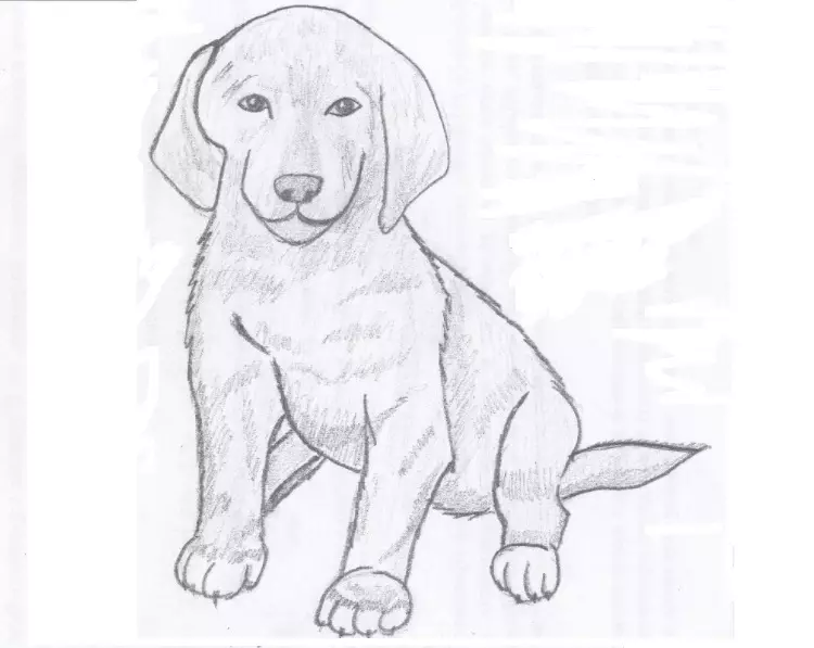 Bleistiftzeichnung eines Hundes