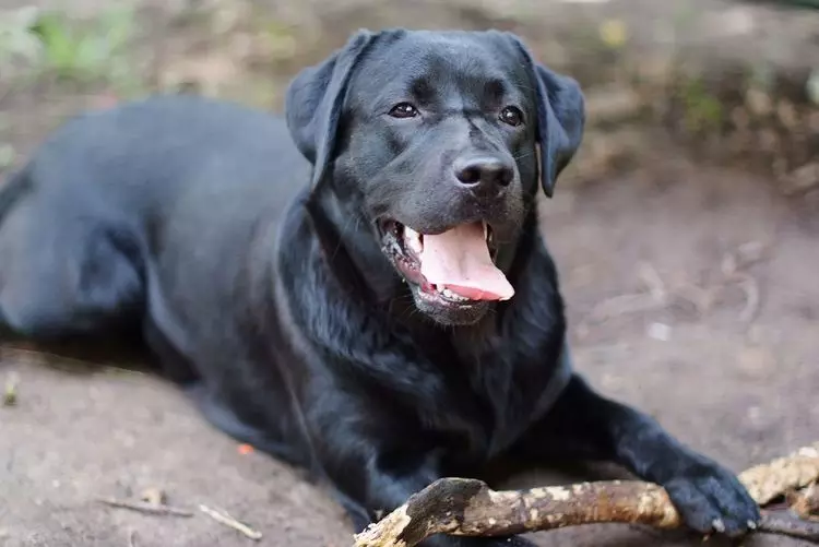 Svartur labrador lygur