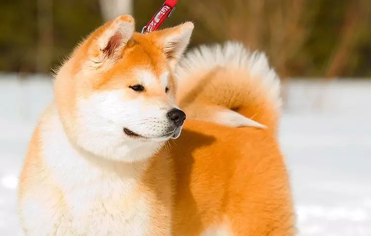 Akita inu í taumi