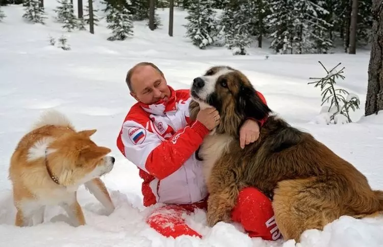 Putin camina con sus perros en la nieve.