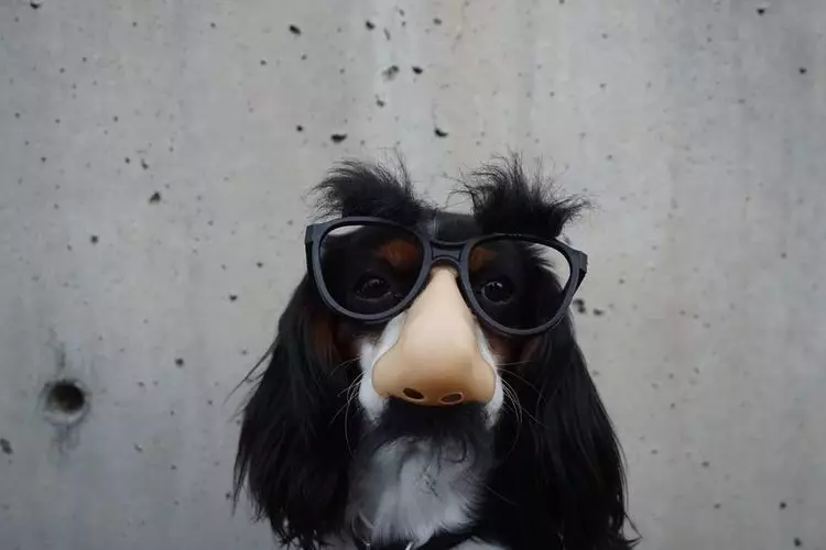 Anjing dina kacamata hideung