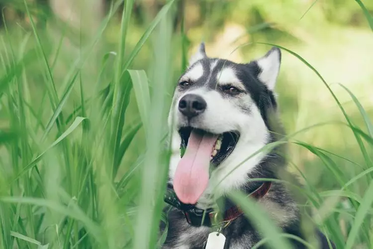 Husky assegut en una herba densa