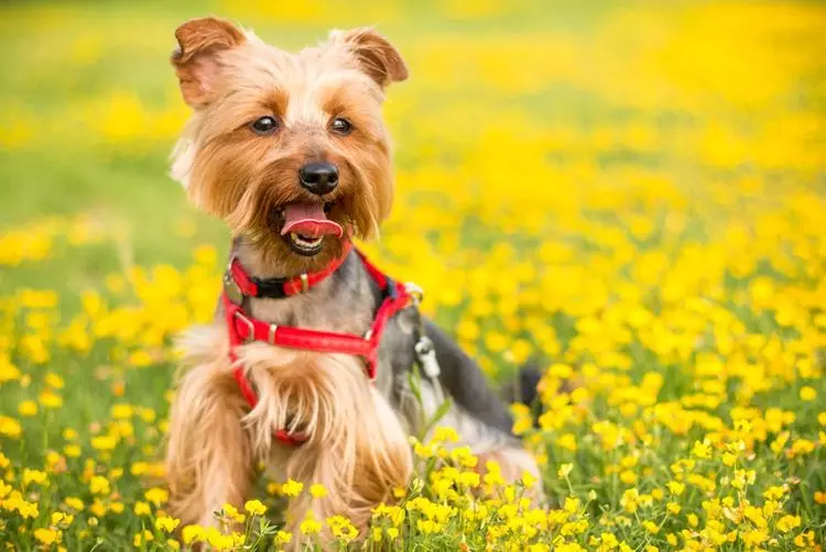 Chien sur un champ de fleurs