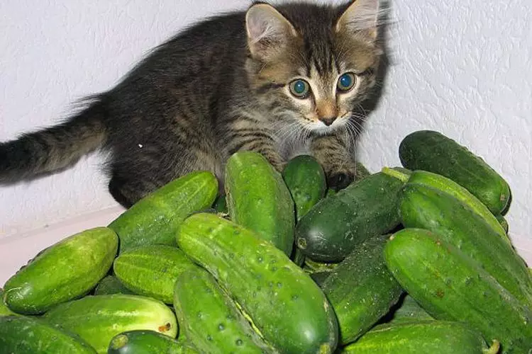 Kitten da cucumbers