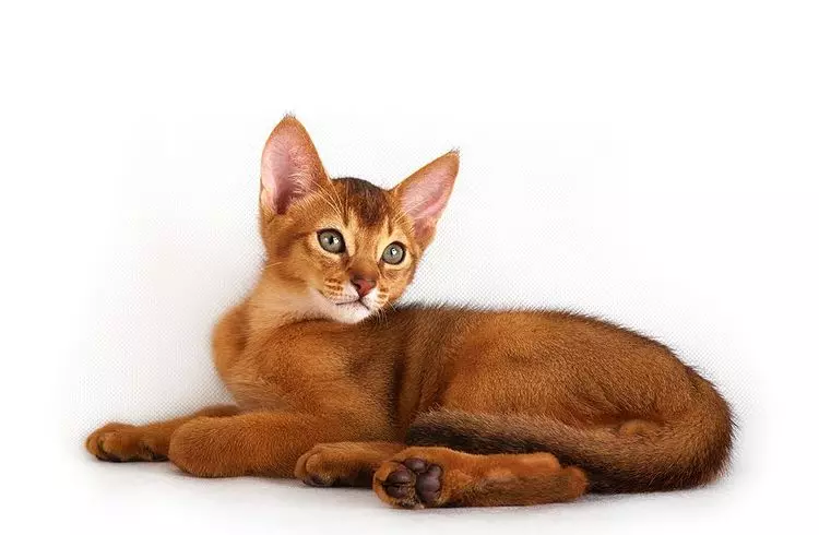 kucing abyssinian