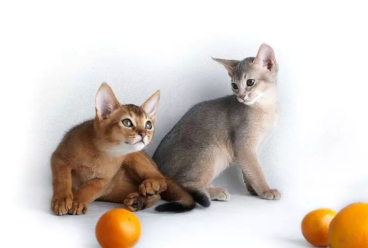 Abessijnse kittens van verschillende kleuren