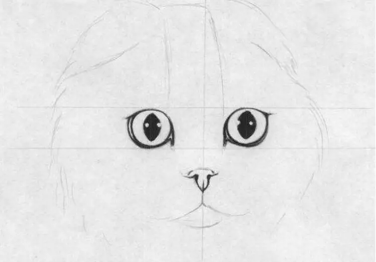 Scottish Fold pencil drawing