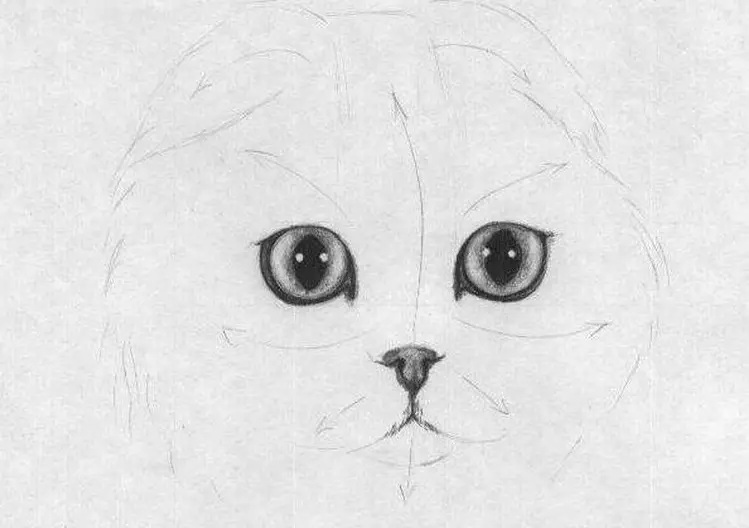 Scottish Fold pencil drawing