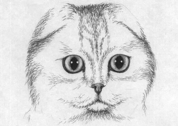 Scottish Fold pencil drawing