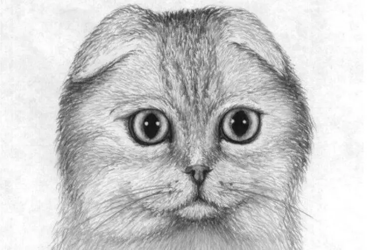 Scottish Fold pencil drawing