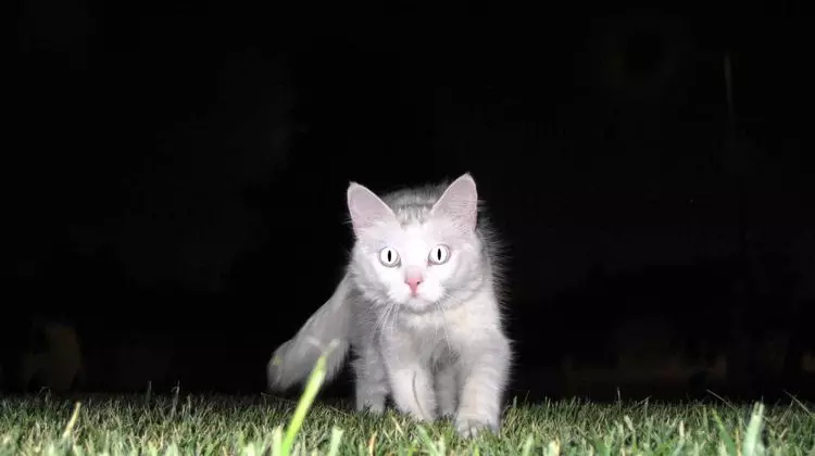 Мачка лови ноќе