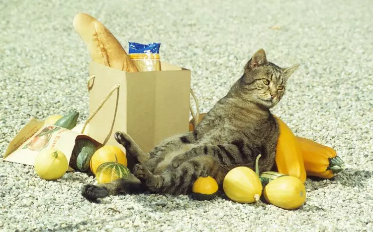 Bolsa de comida y gato