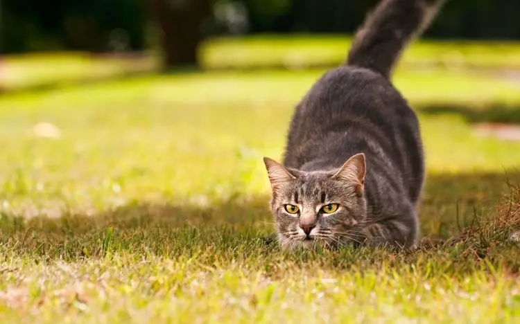 Die Katze bereitet sich auf den Sprung vor