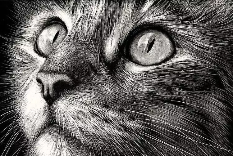 Kuinka piirtää kissa ja kissa | piirustukset luonnosteluun