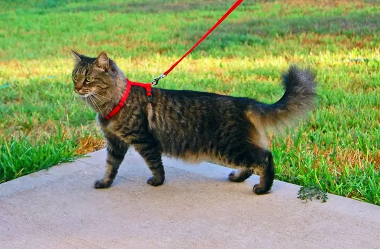 고양이는 가죽 끈에 산책