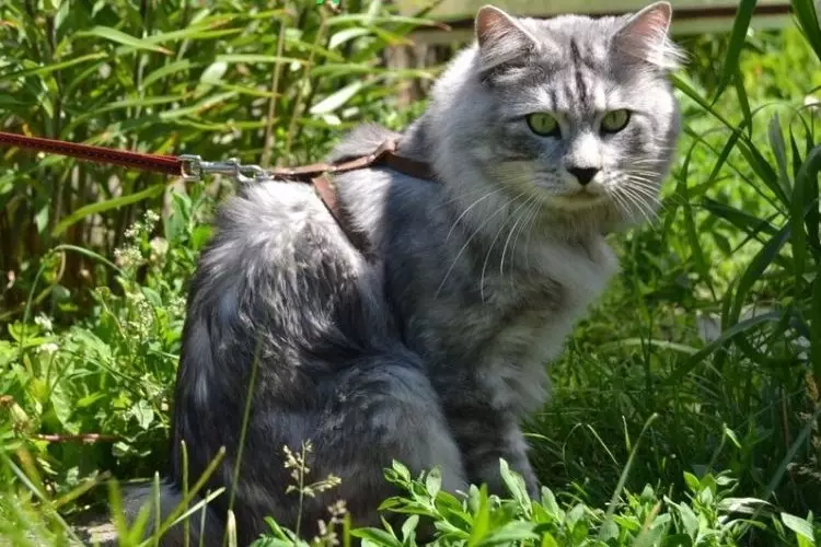 Çimlerde oturan gri kedi