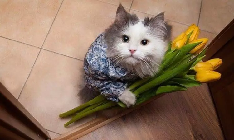Световен ден на котките и котките. 1 март, Русия