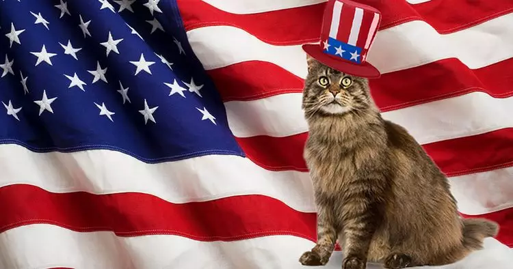 Котка на фона на американското знаме