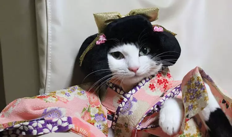 Котка в кимоно и перука