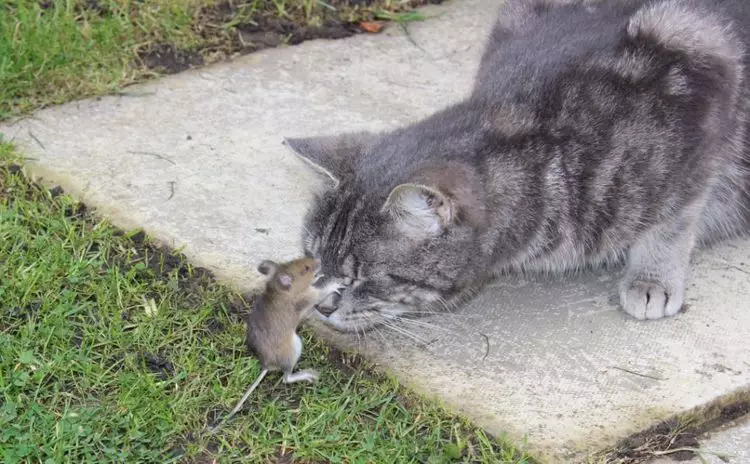 Chat et souris