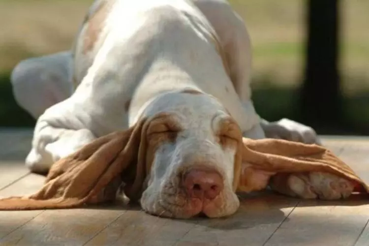 Dog with big ears