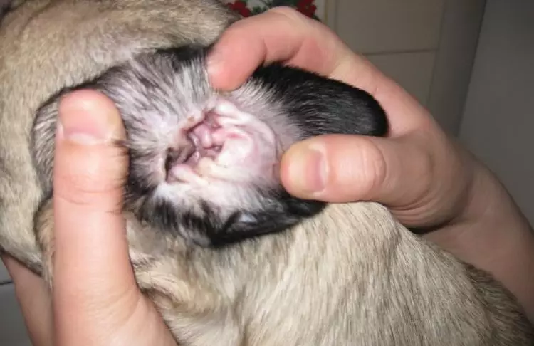 Examining the dog's ears