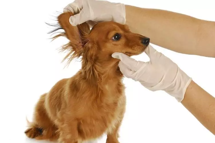 Doctor's examination of the dog's ears