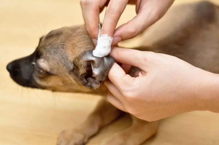 Cleaning a dog's ears