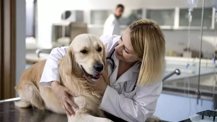 Retriever à la clinique vétérinaire