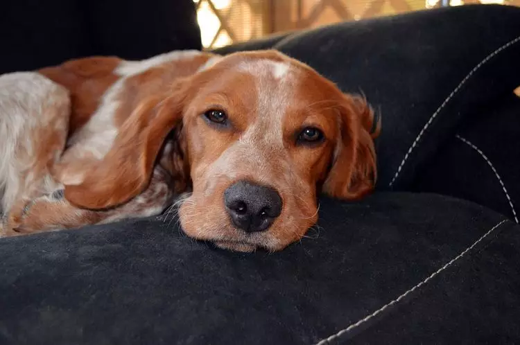 Chien au repos