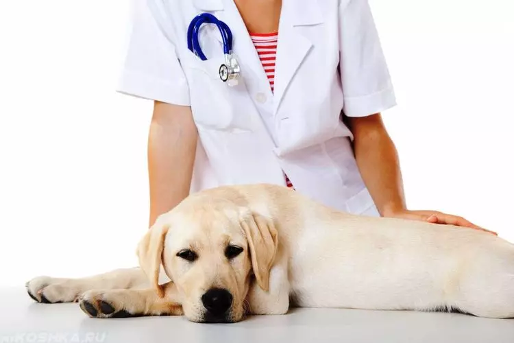 Chó tại bác sĩ thú y