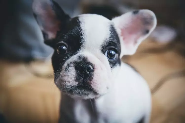 Cachorro branco e negro