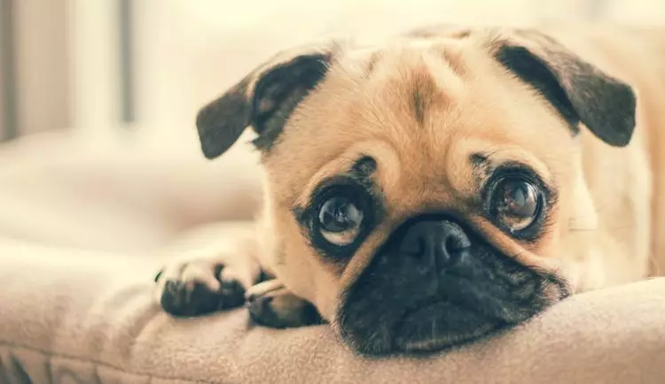 Pug triste