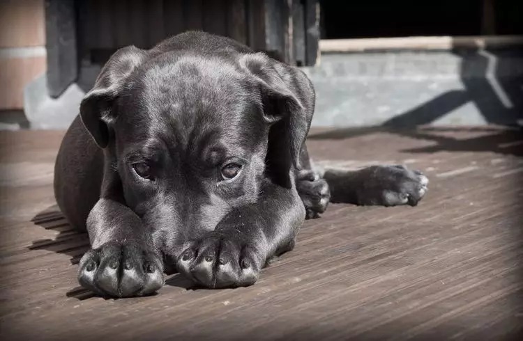 O can esconde o fociño nas patas