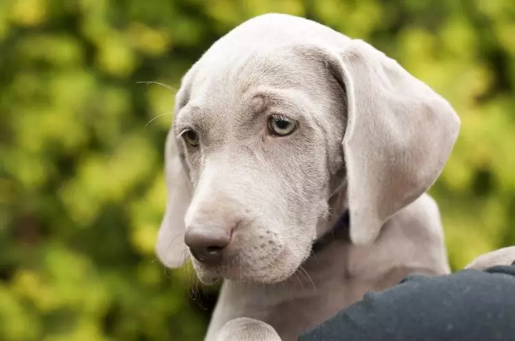 Cachorro nos brazos do dono