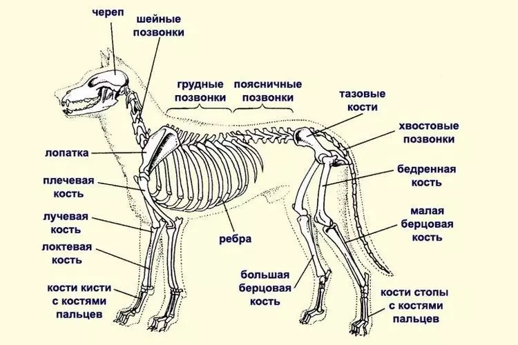 狗的骨架